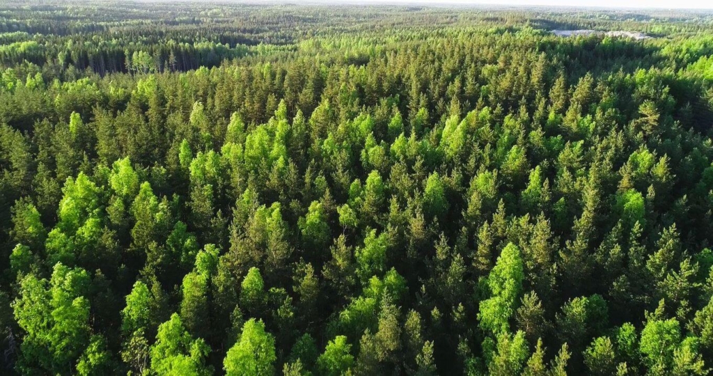 1 hektar - ile to m2 i arów? Kalkulator powierzchni - Muratorexpo.pl